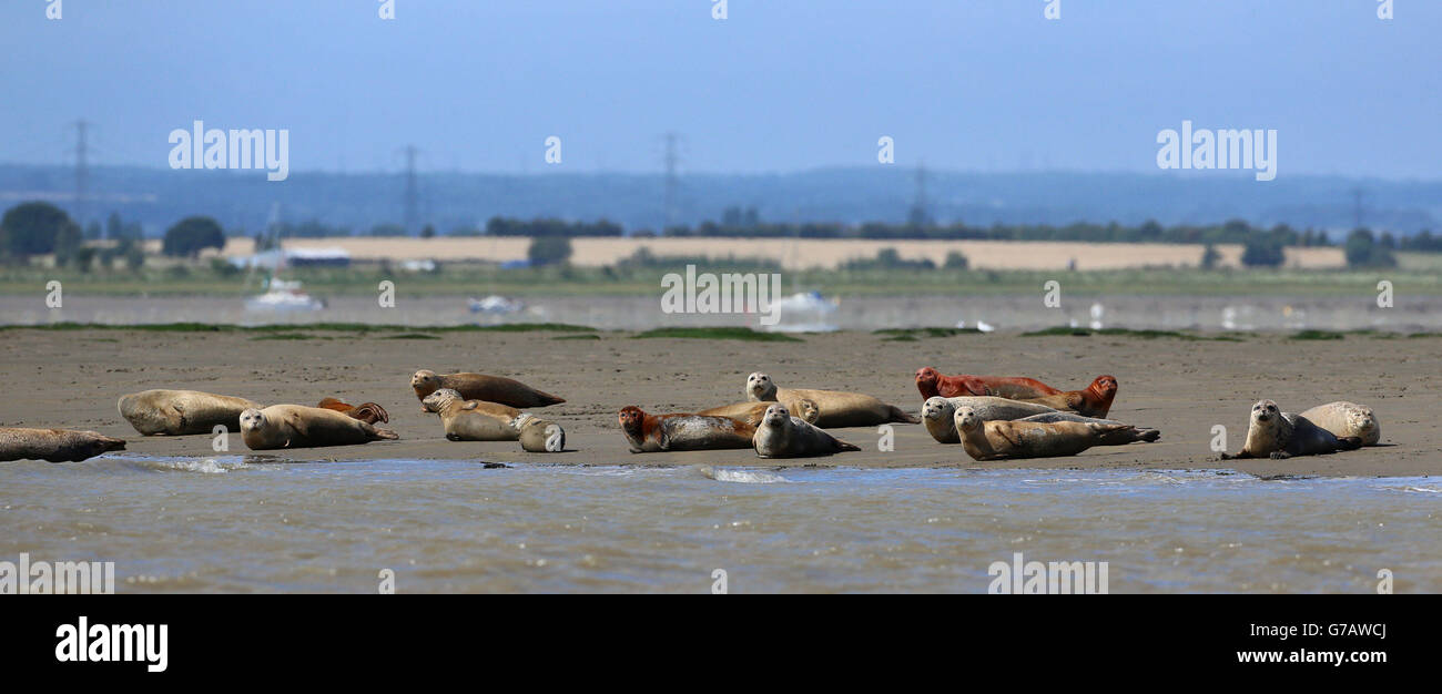 A general view of Harbour and Grey Seals on the Kent coastline as the ...
