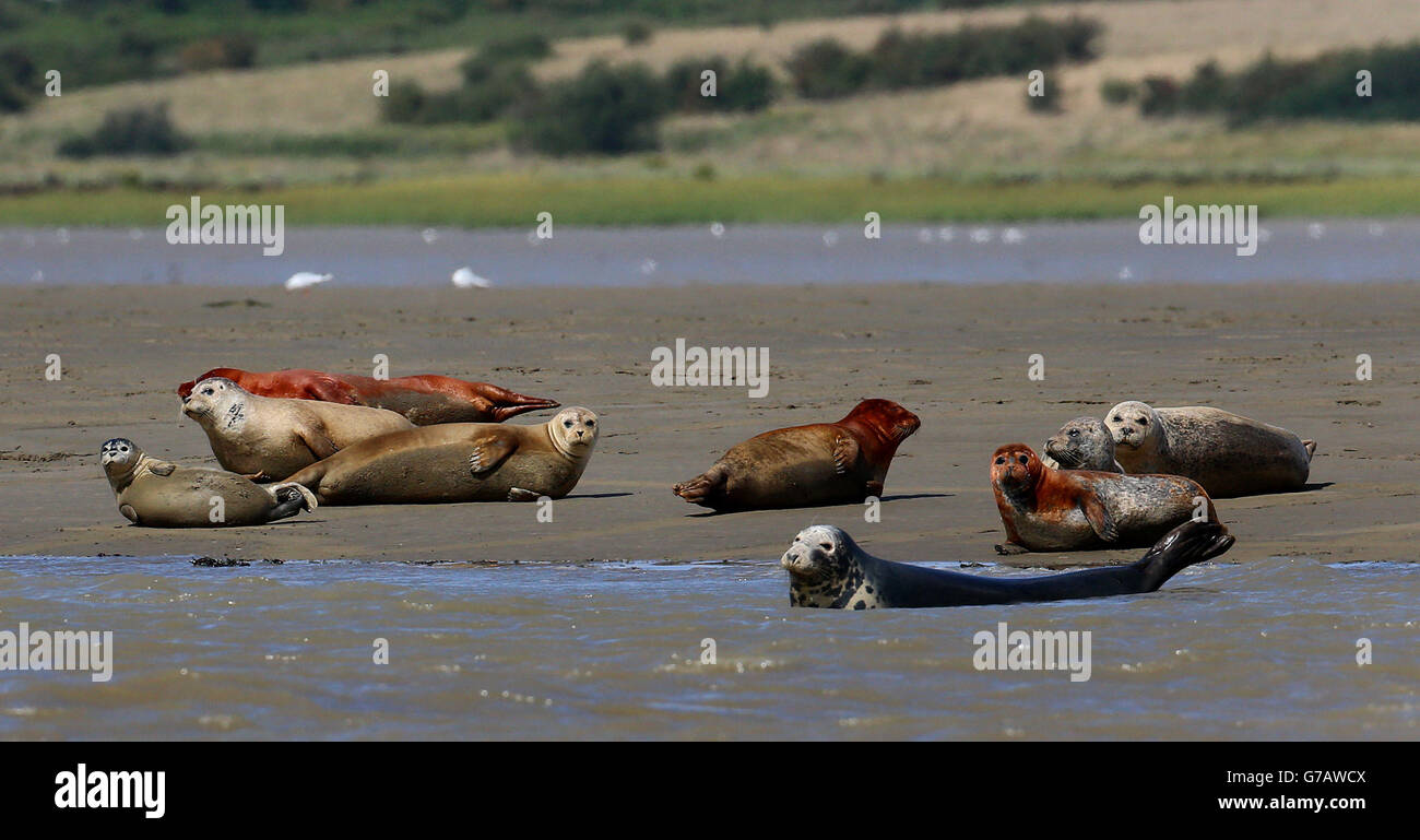 Helping survey hi-res stock photography and images - Alamy