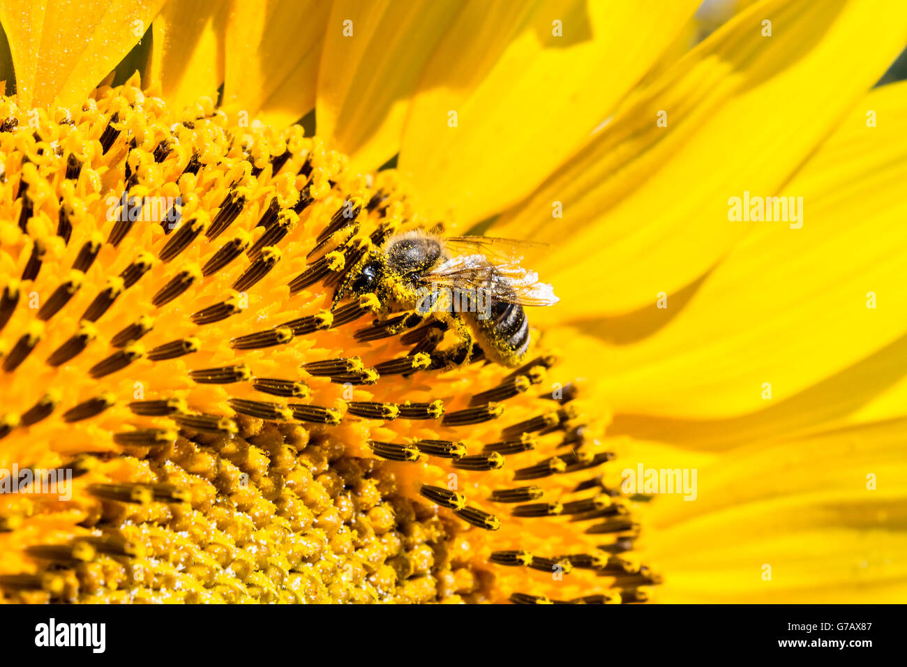 A bee on sunflower under bright sun lights, close-up Stock Photo - Alamy