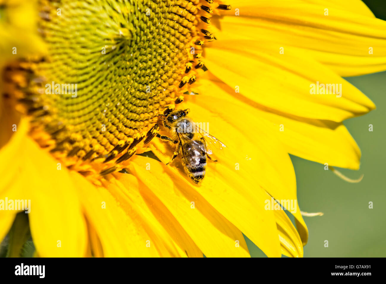 Bright sun lights up hi-res stock photography and images - Alamy