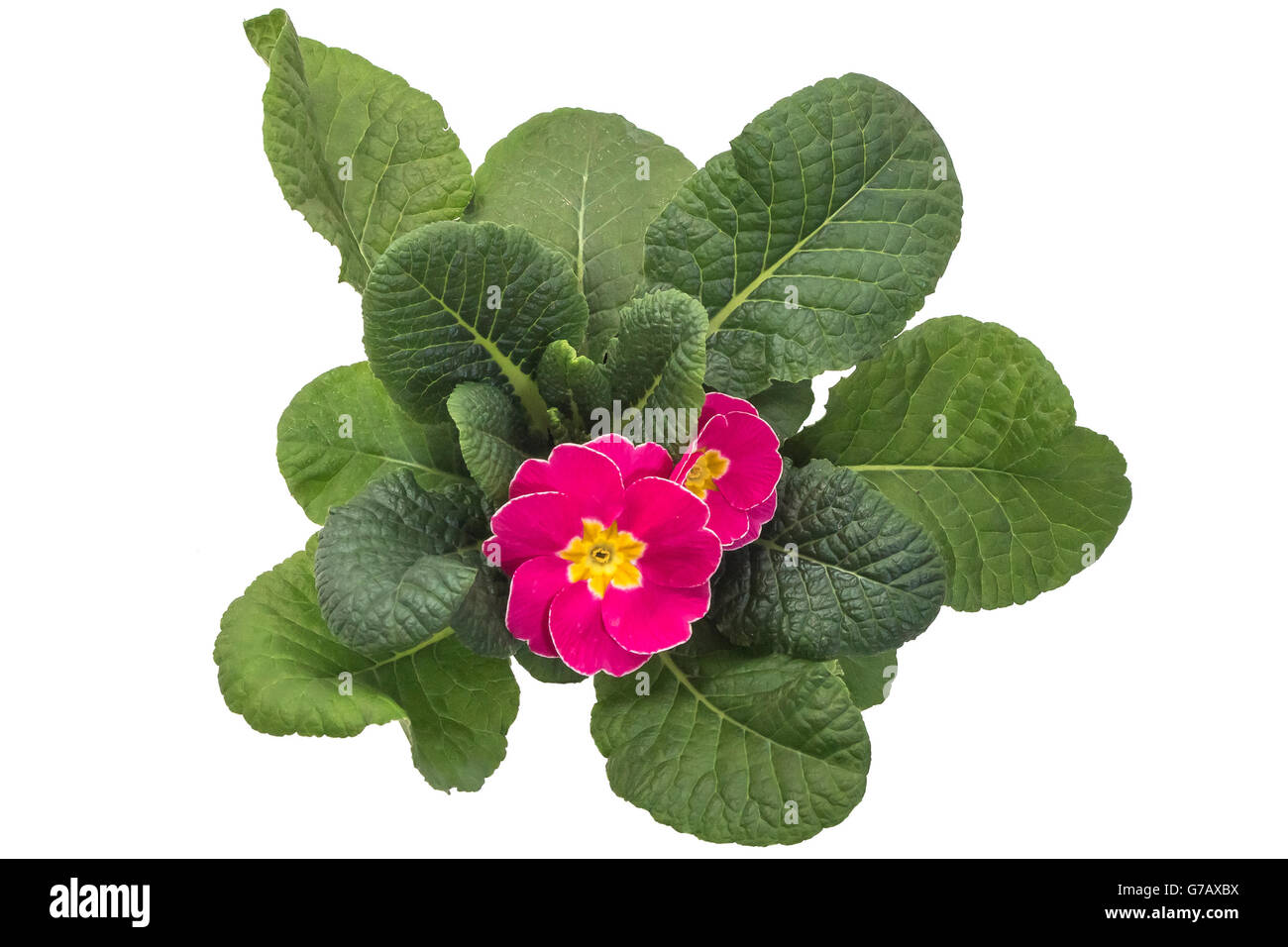Primrose - primula polyanthus, isolated on white Stock Photo - Alamy