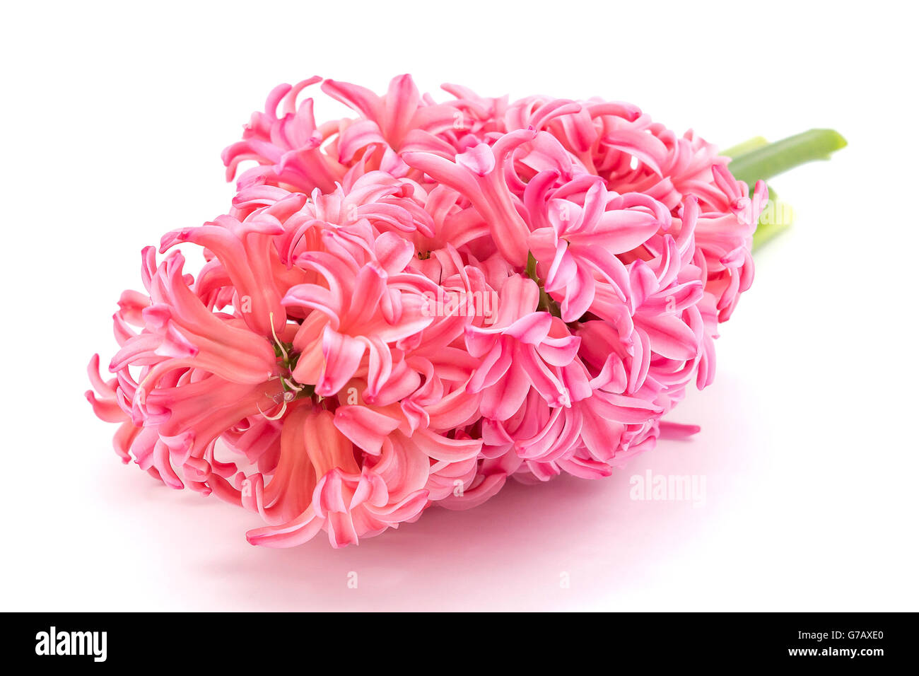 Pink hyacinth flower hi-res stock photography and images - Alamy