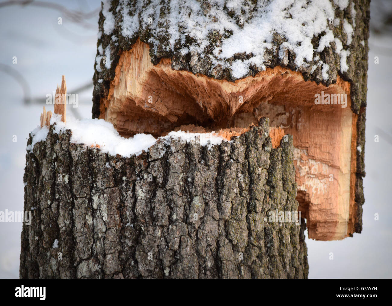 Smashed tree hi-res stock photography and images - Alamy