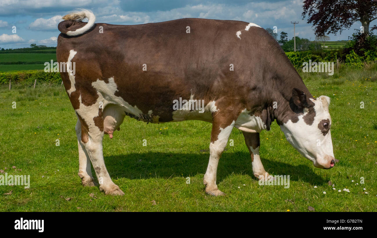 single female cow Stock Photo - Alamy