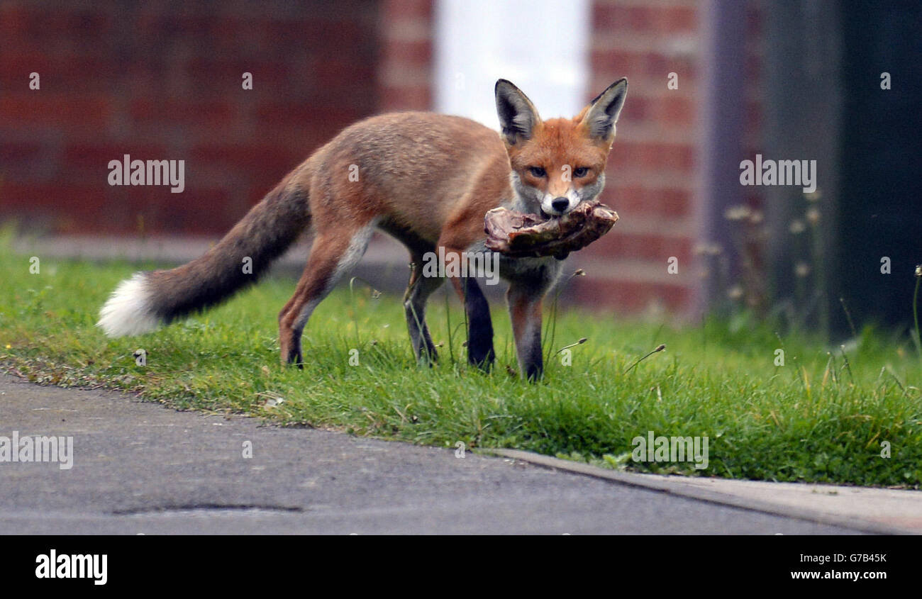 News animals fox hi-res stock photography and images - Alamy