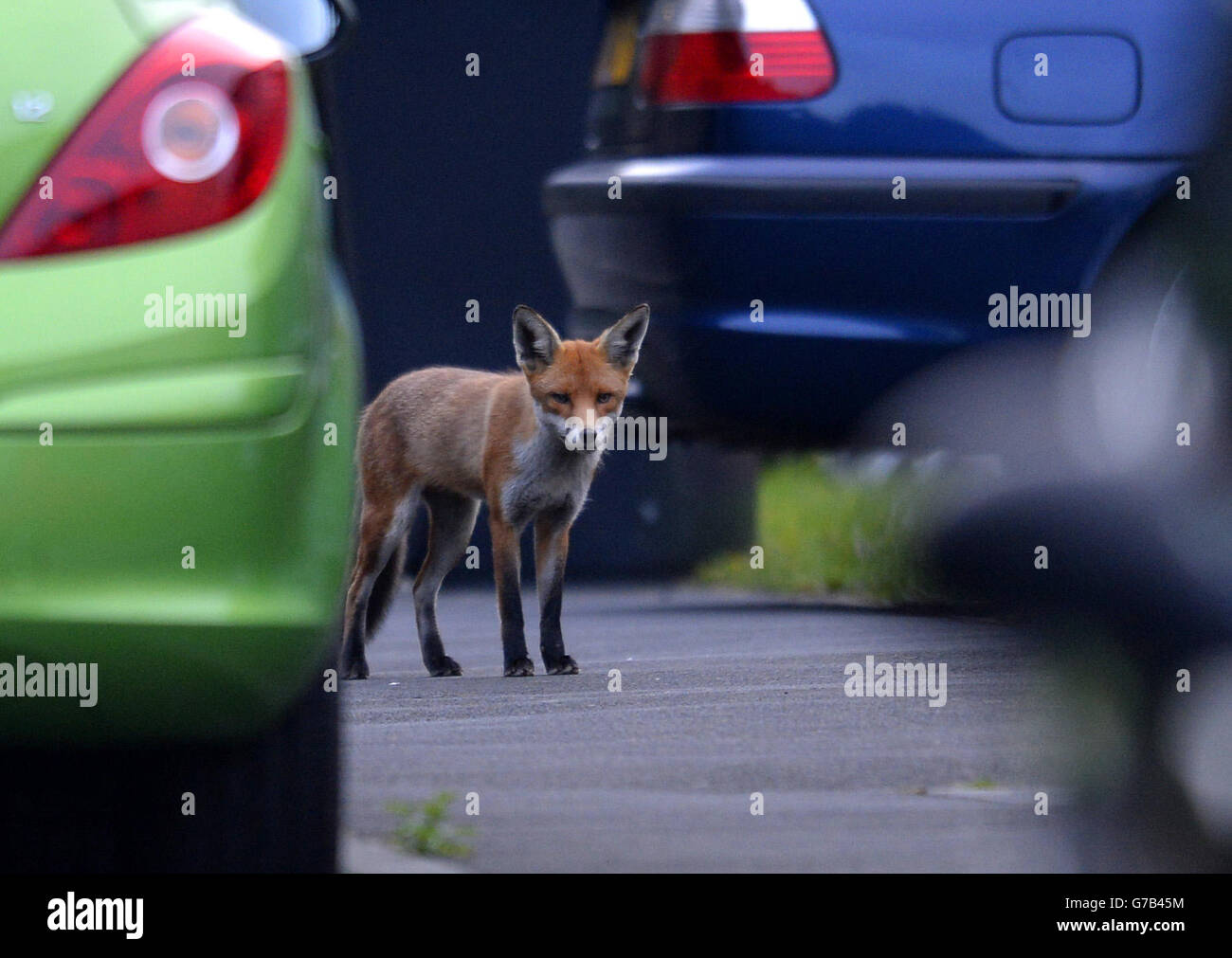News animals fox hi-res stock photography and images - Alamy