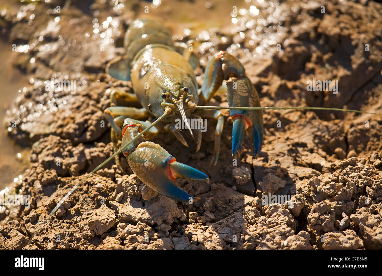 Yabby hi-res stock photography and images - Alamy