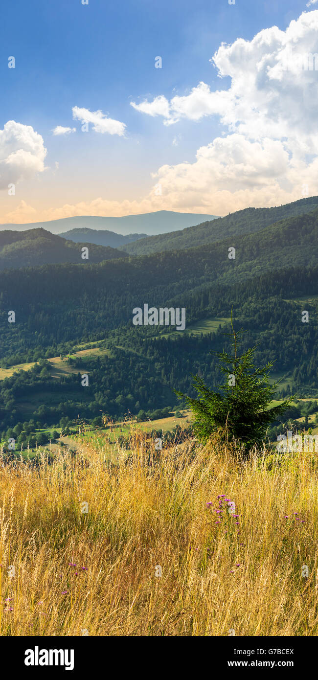 Tall yellow grass slope hi-res stock photography and images - Alamy