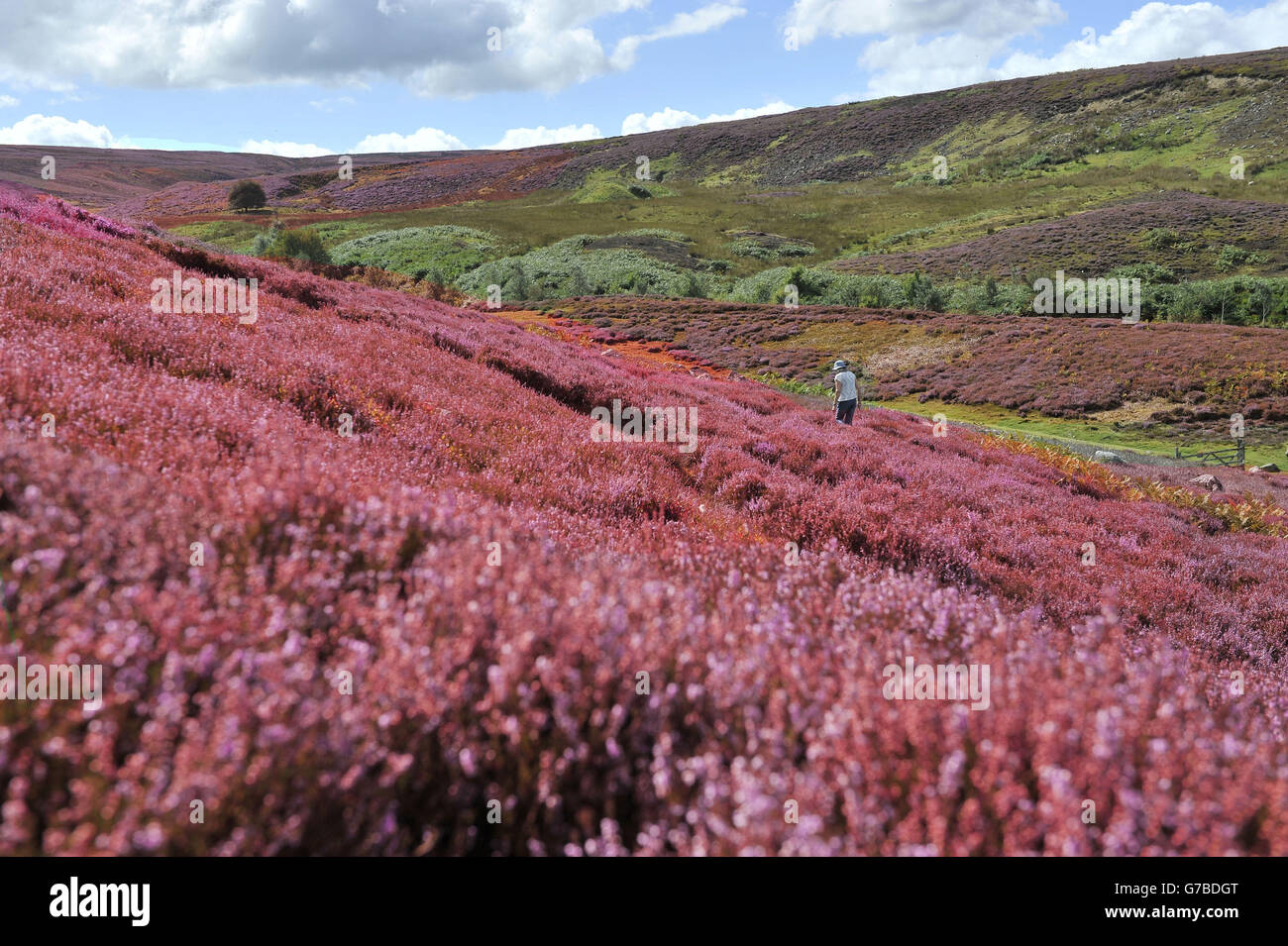 Moorland heather on the Yorkshire dales shows its autumn colours it ...