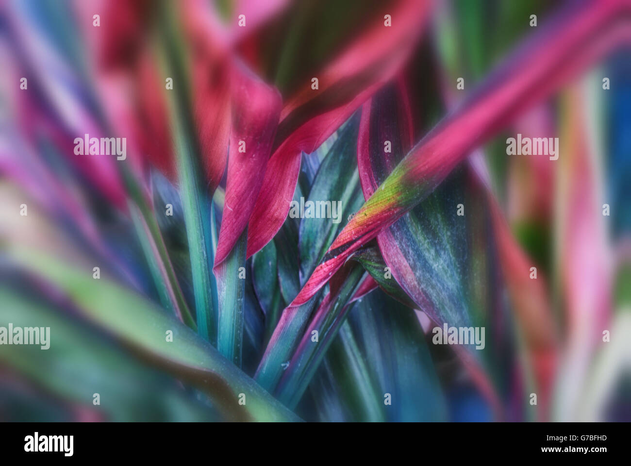Photograph of a colorful plants texture or background Stock Photo - Alamy