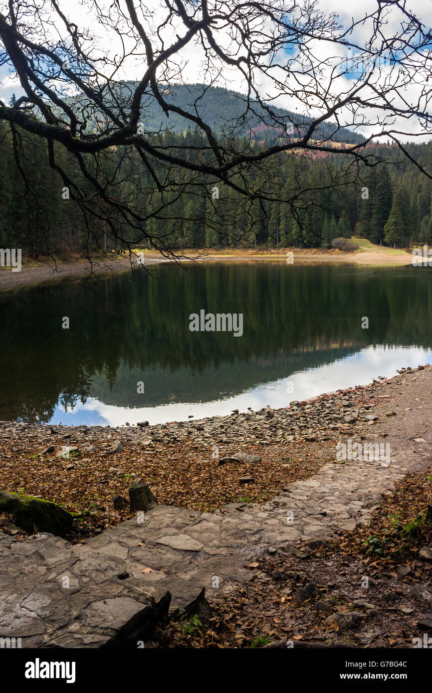 autumn landscape. stone steps to lake lake near the pine forest early ...