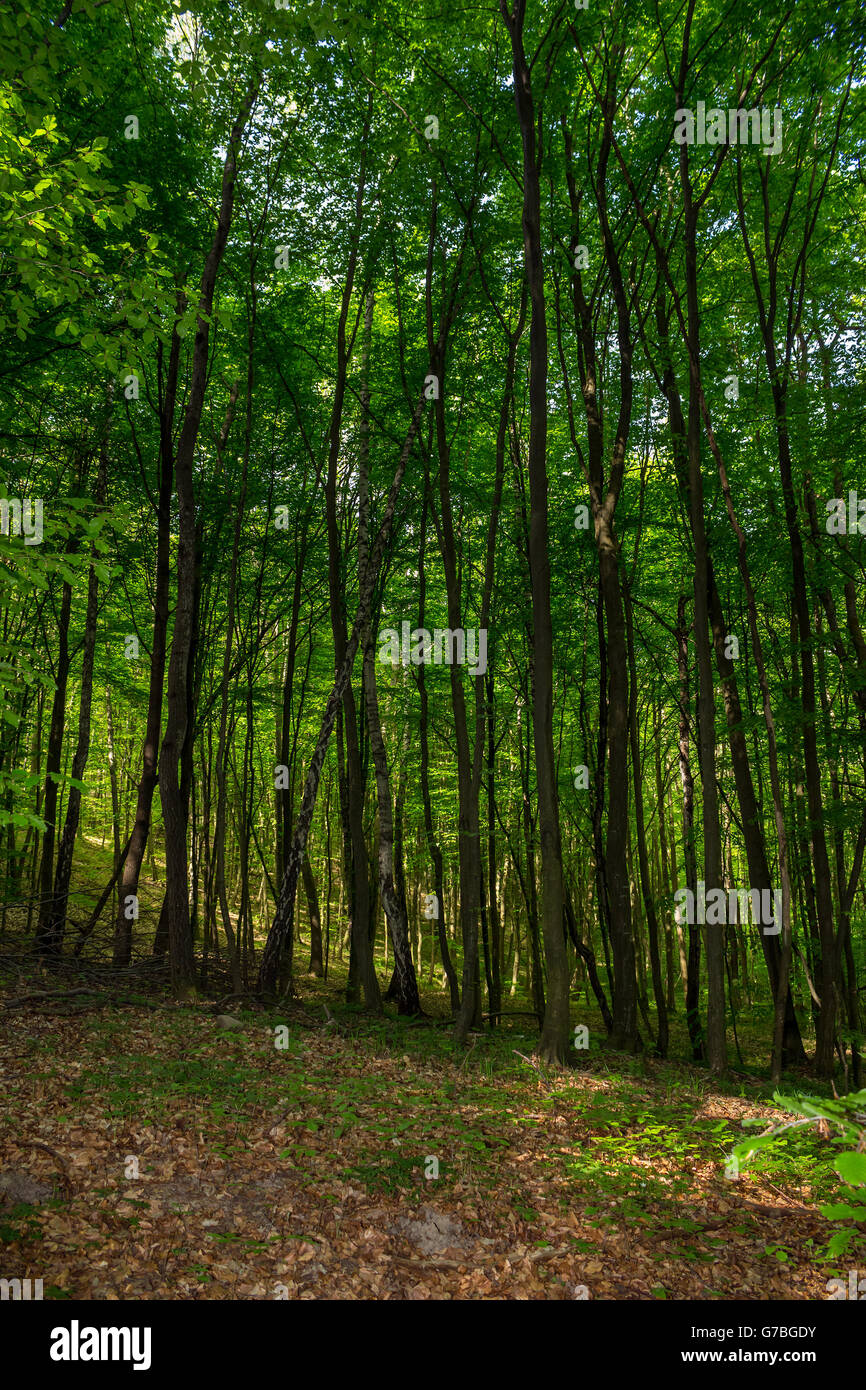 forest glade with flowers in the cool shade of the trees a hot summer ...