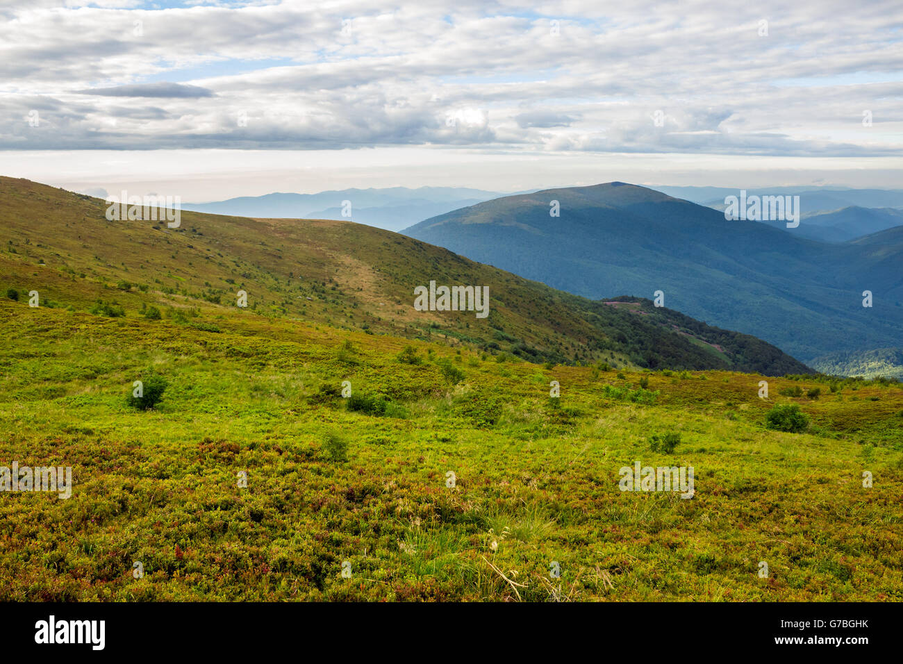wild grass on a slope of a high mountain Stock Photo - Alamy
