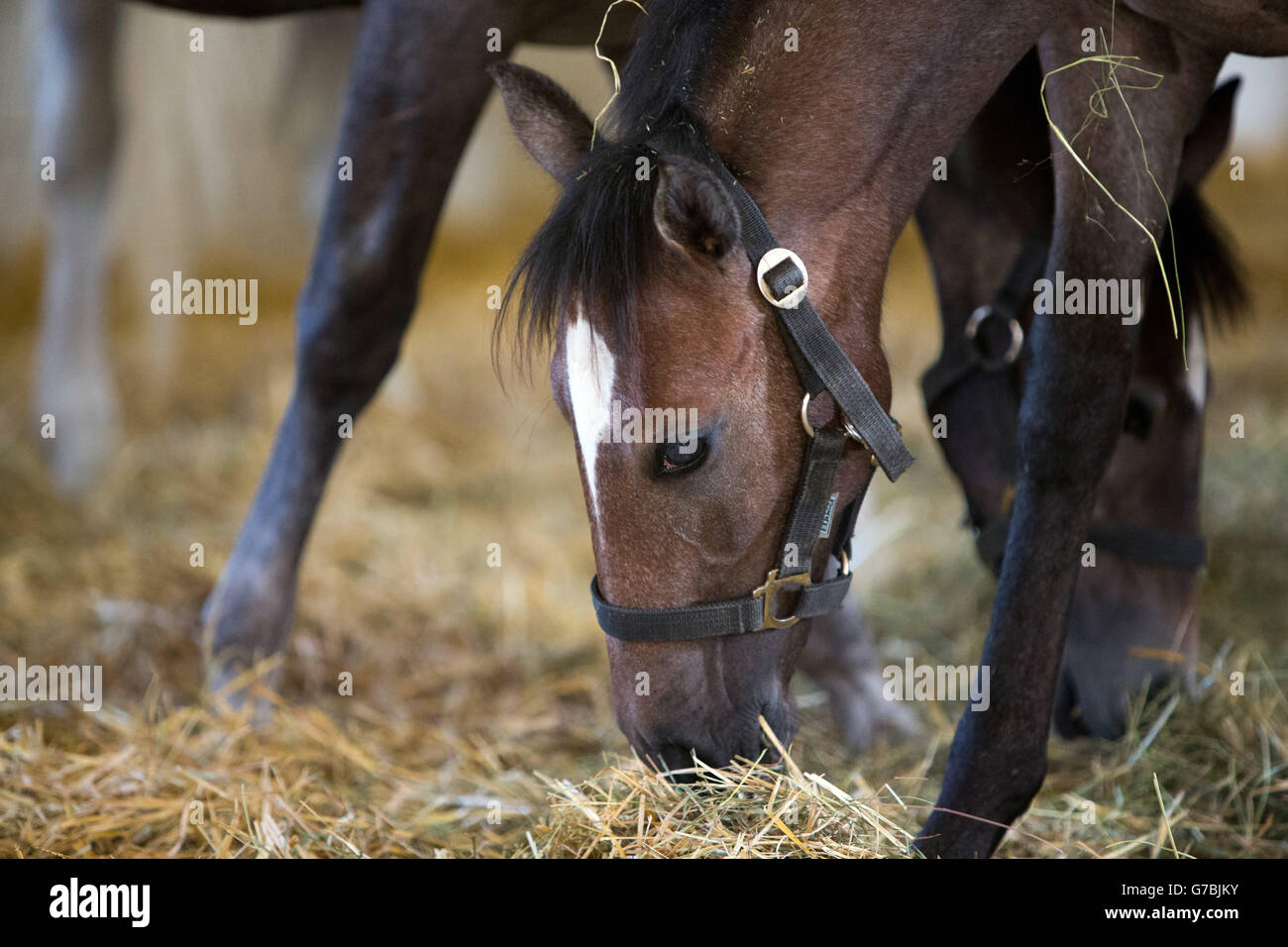 The Spanish Riding School Stock Photo - Alamy