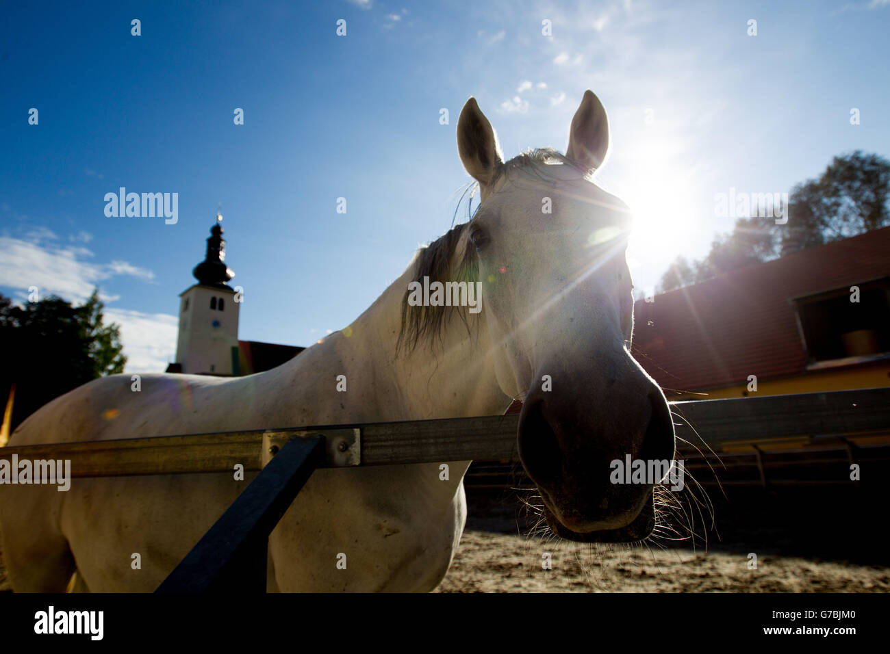 A mare exercises in a paddock at the Lipizzaner Stud of Piber in ...