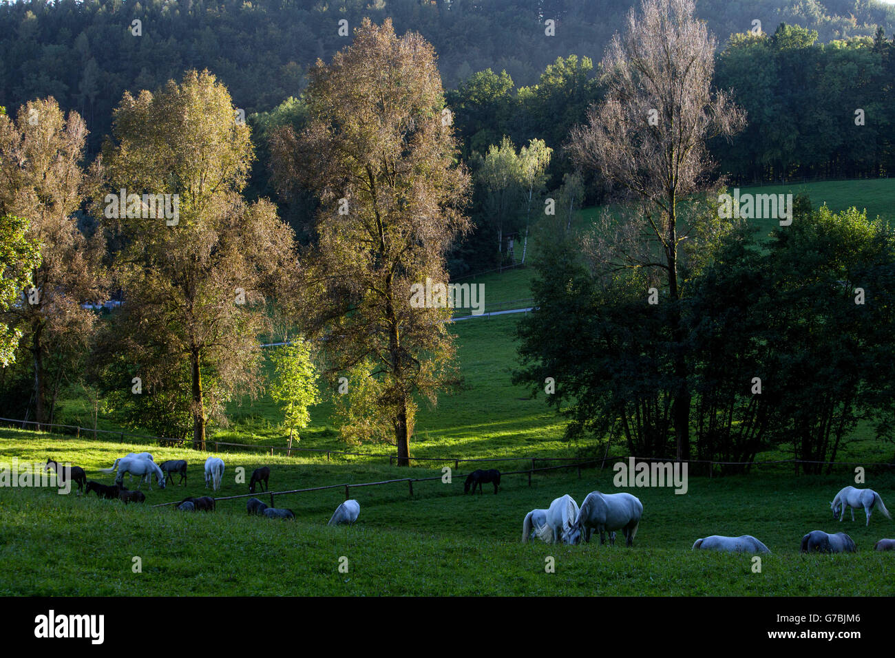 Mares and foals graze in a field at the Lipizzaner Stud of Piber in ...