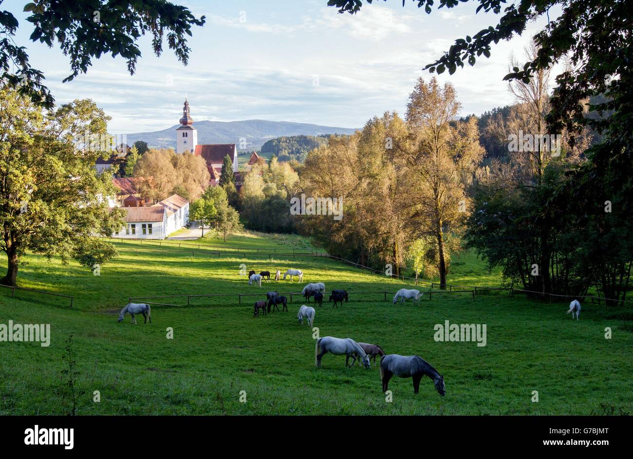 Lipizzaner stallions vienna hi-res stock photography and images - Alamy