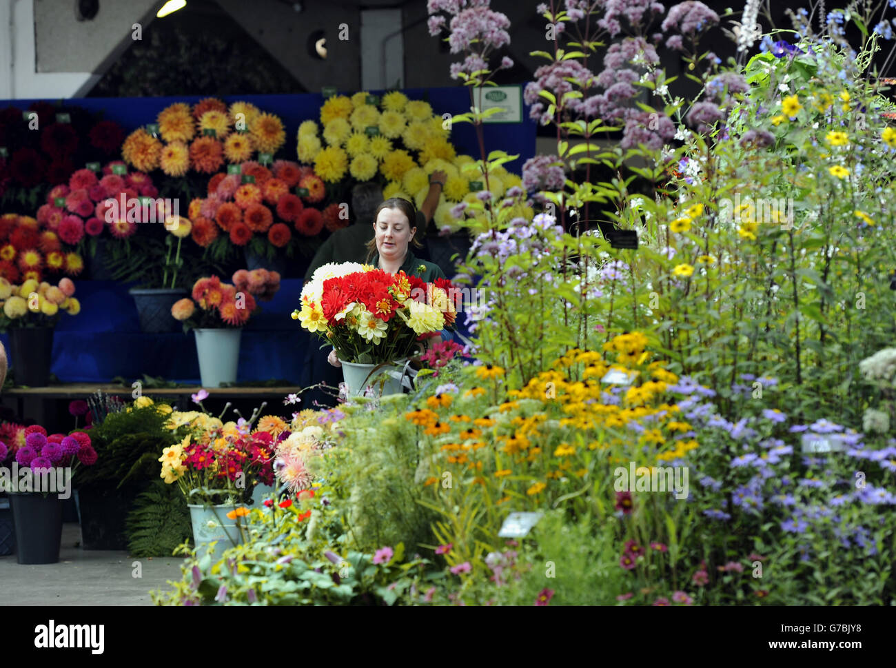 Jemma Hall carries in dahlias for a large display as exhibitors prepare ...