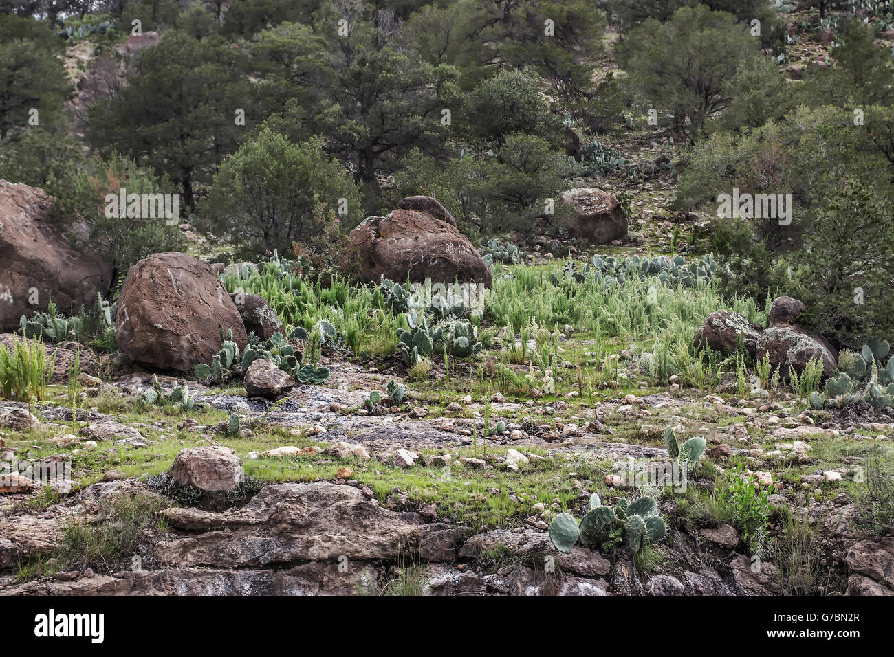 Semi desertic desert hi-res stock photography and images - Alamy