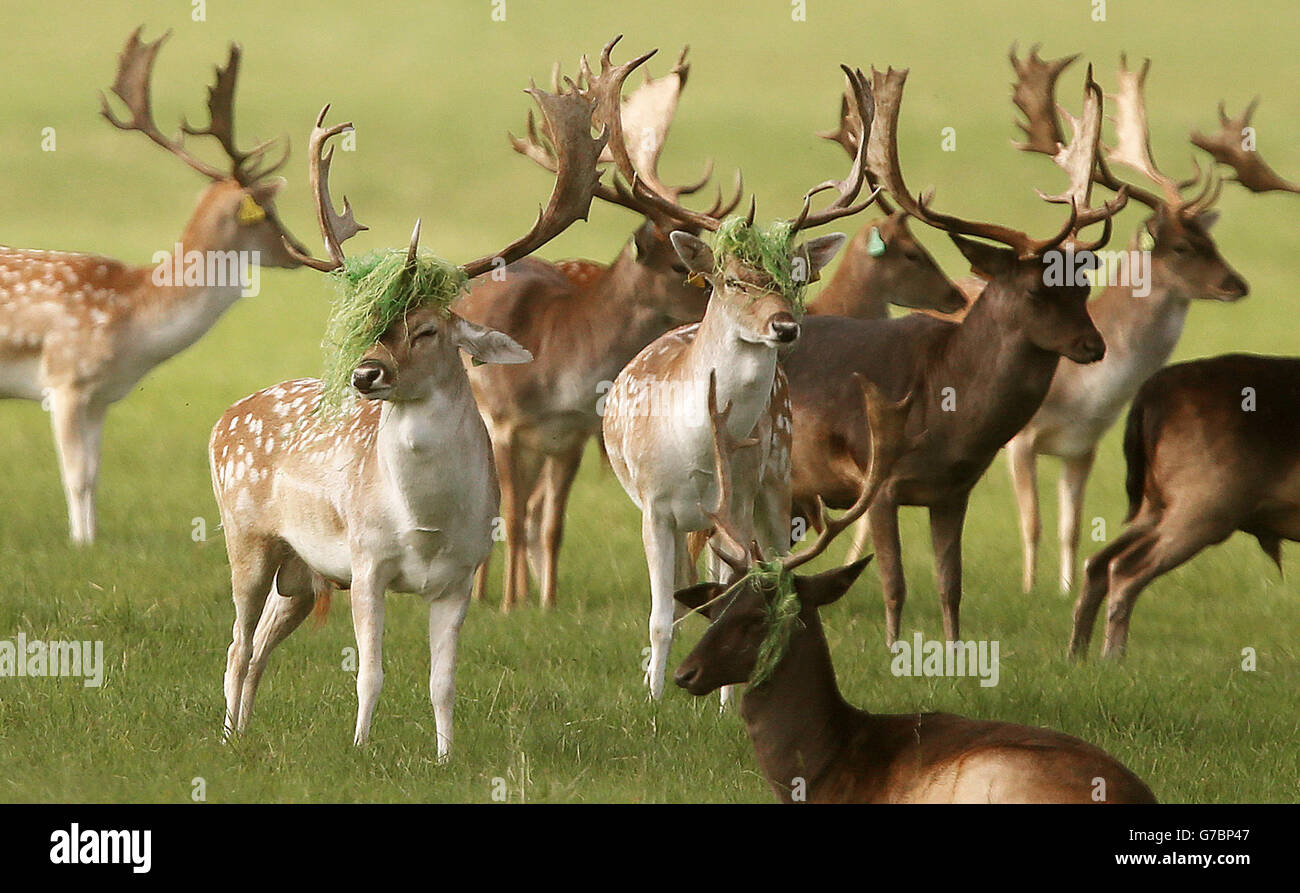Bucks with netting tangled on their antlers in Phoenix Park, Dublin ...