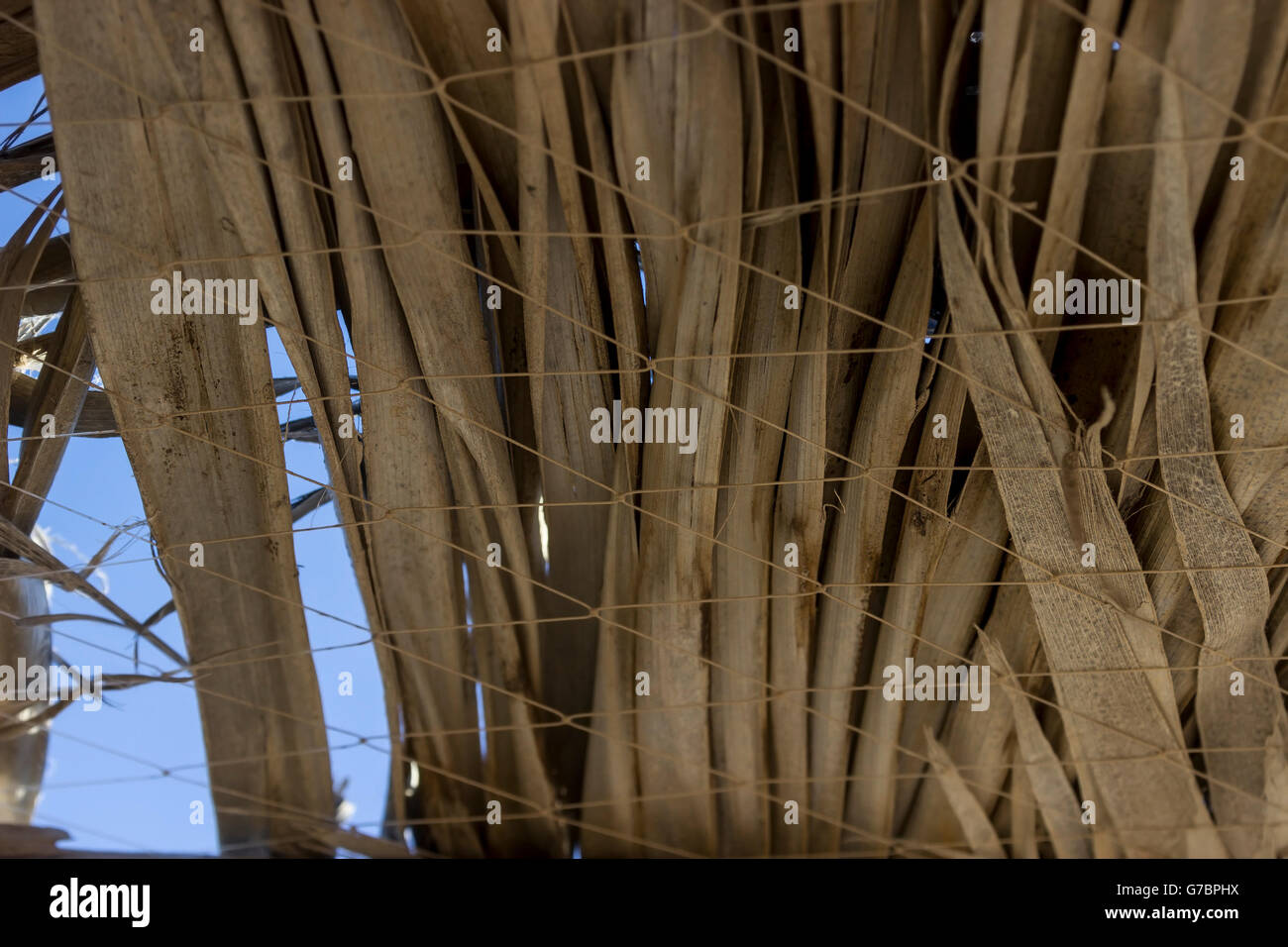 Rustic and tropical palm tree background Stock Photo - Alamy