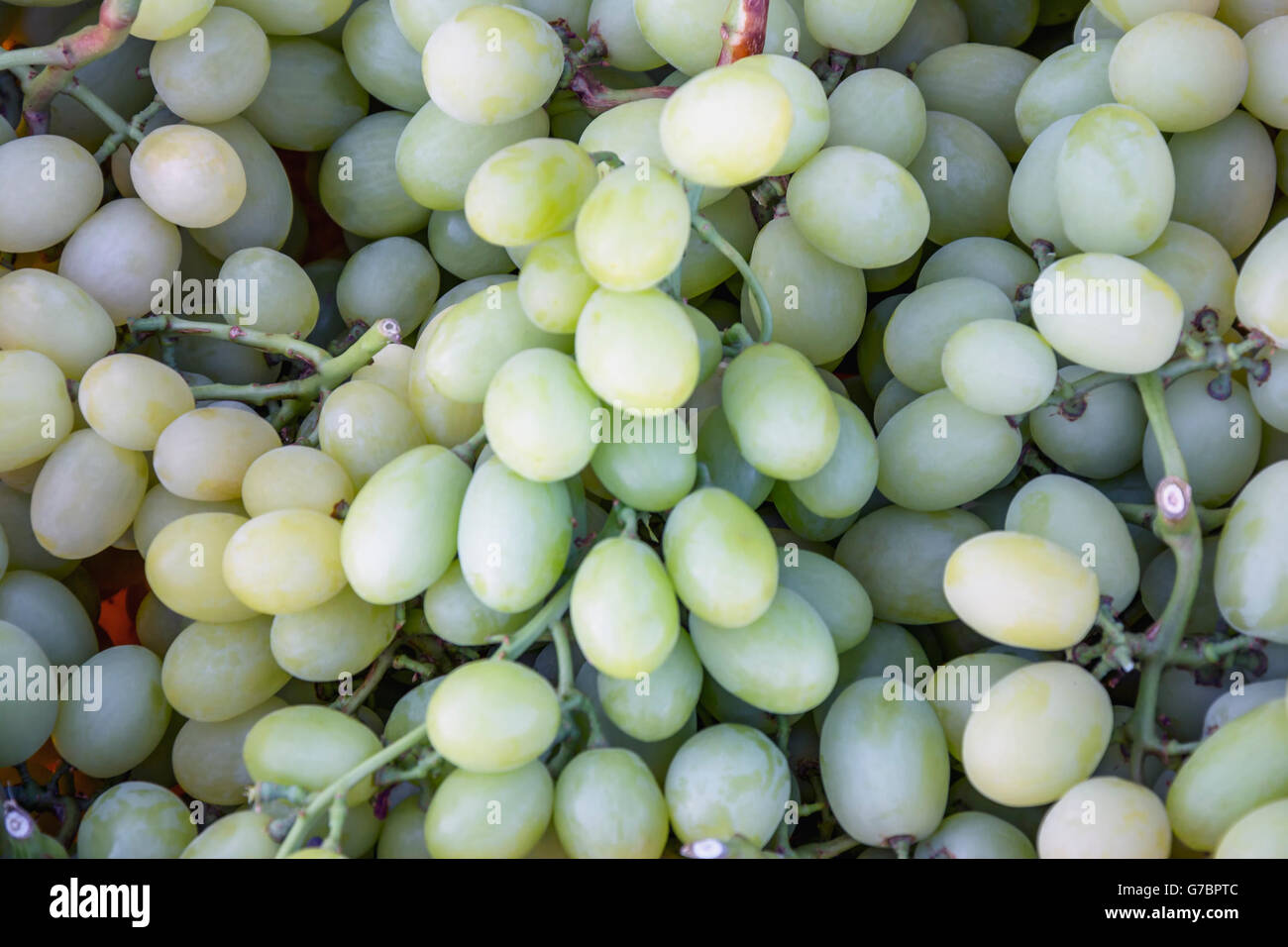 Green and red grapes background hi-res stock photography and images - Alamy