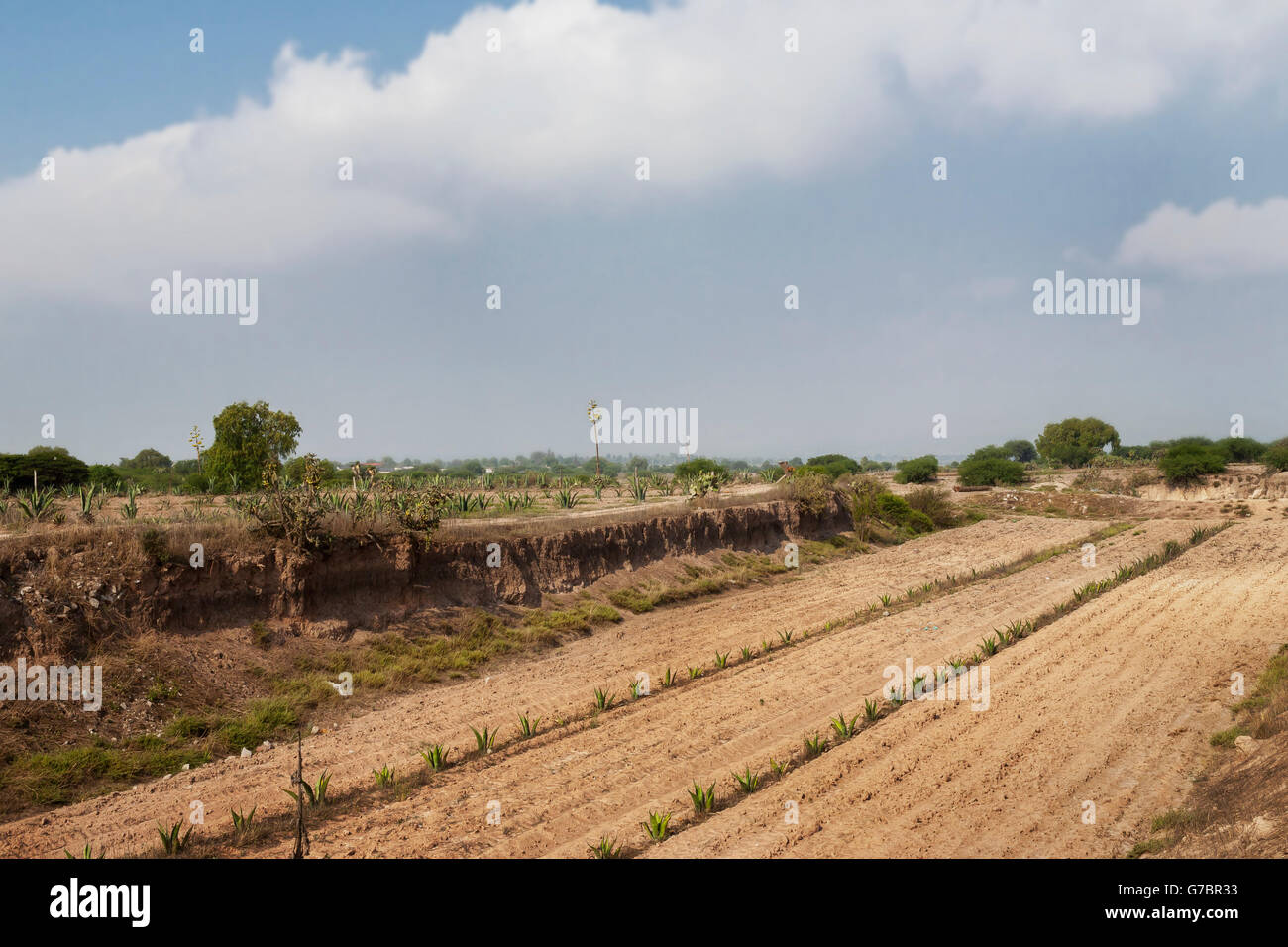 Mexico desert landscape cactus hi-res stock photography and images - Alamy