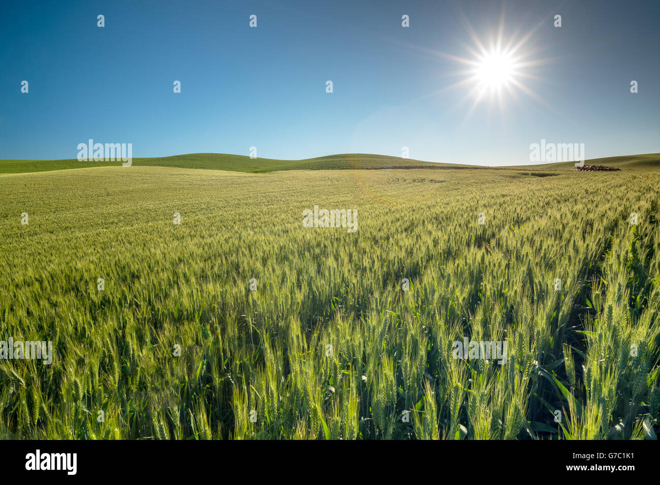 Star wheat hi-res stock photography and images - Alamy