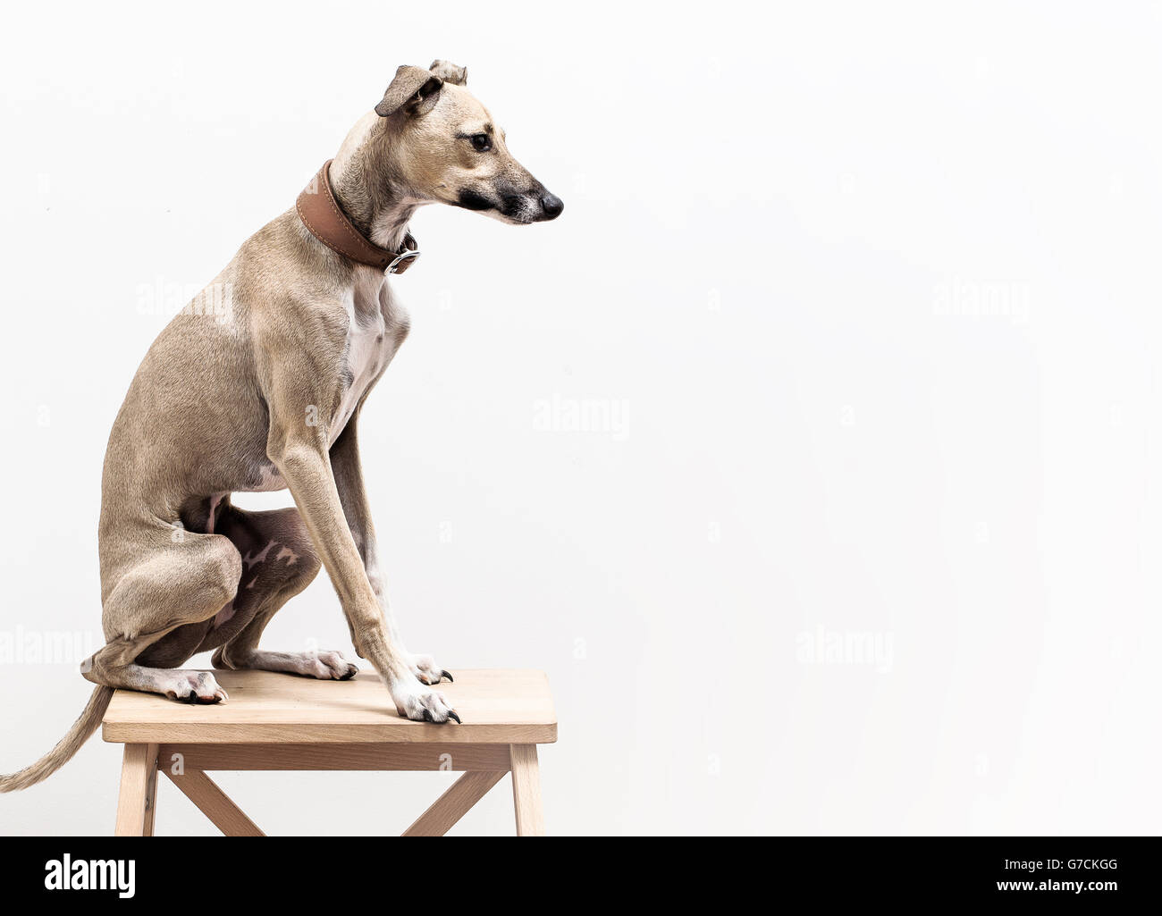 Beautiful Italian greyhound Stock Photo - Alamy