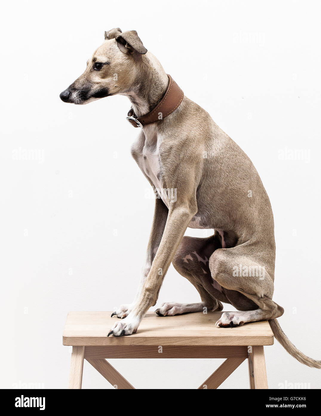 Italian greyhound hi-res stock photography and images - Alamy