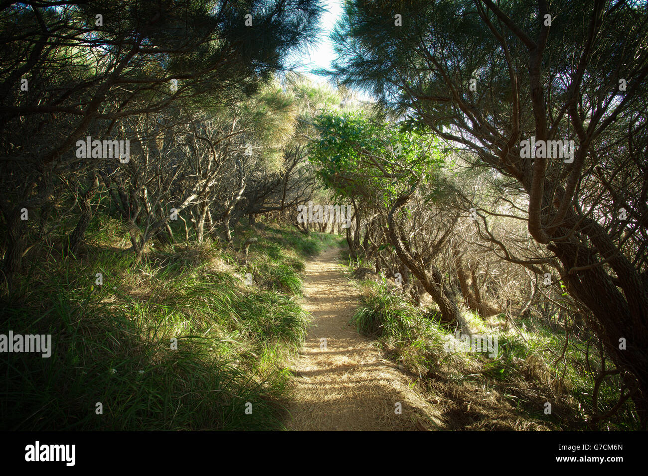 Australian forest landscape hi-res stock photography and images - Alamy