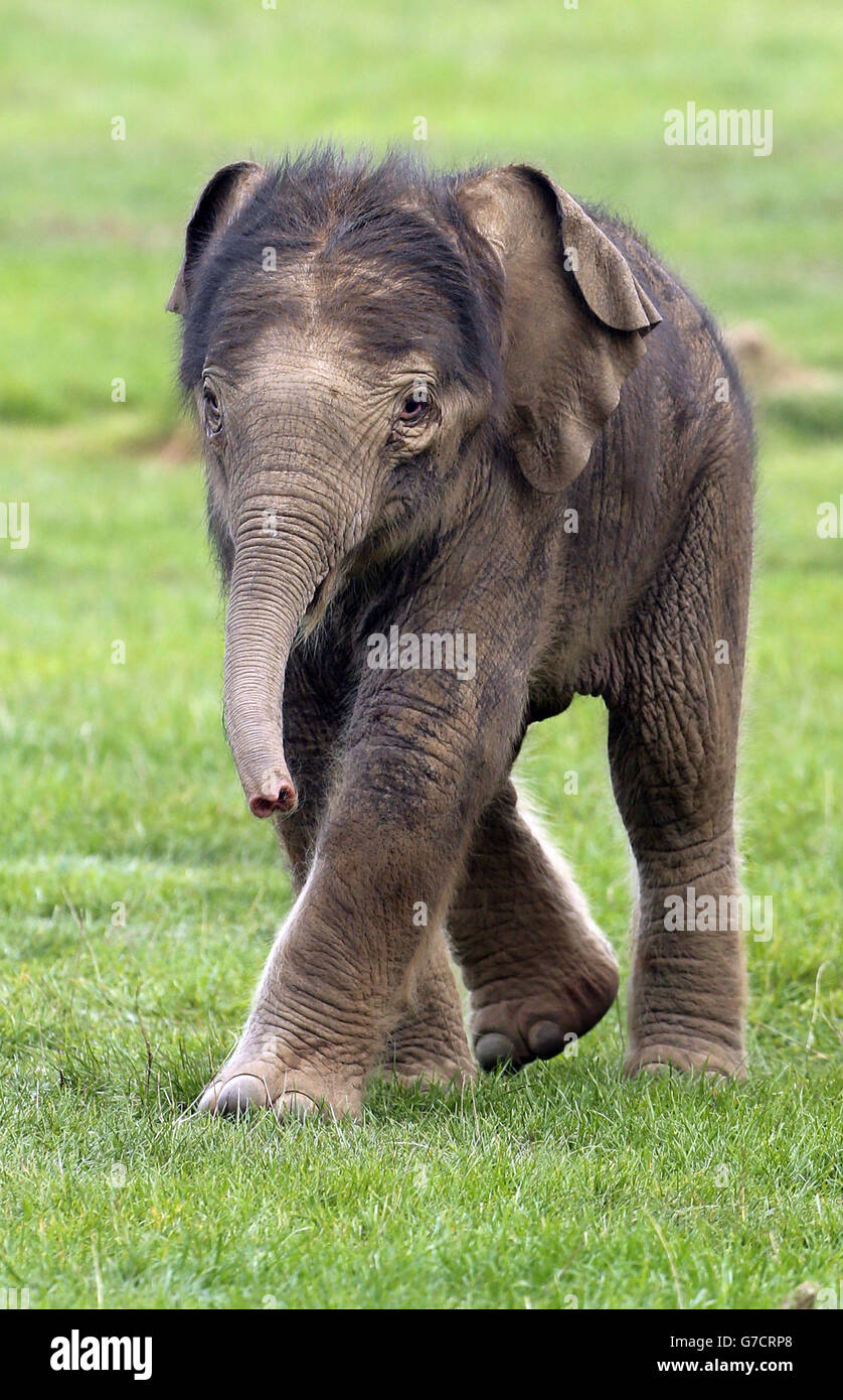 A three day old baby elephant in the elephant paddock at Whipsnade Zoo ...