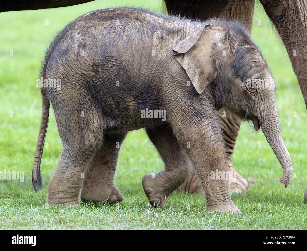 Three Legged Elephant