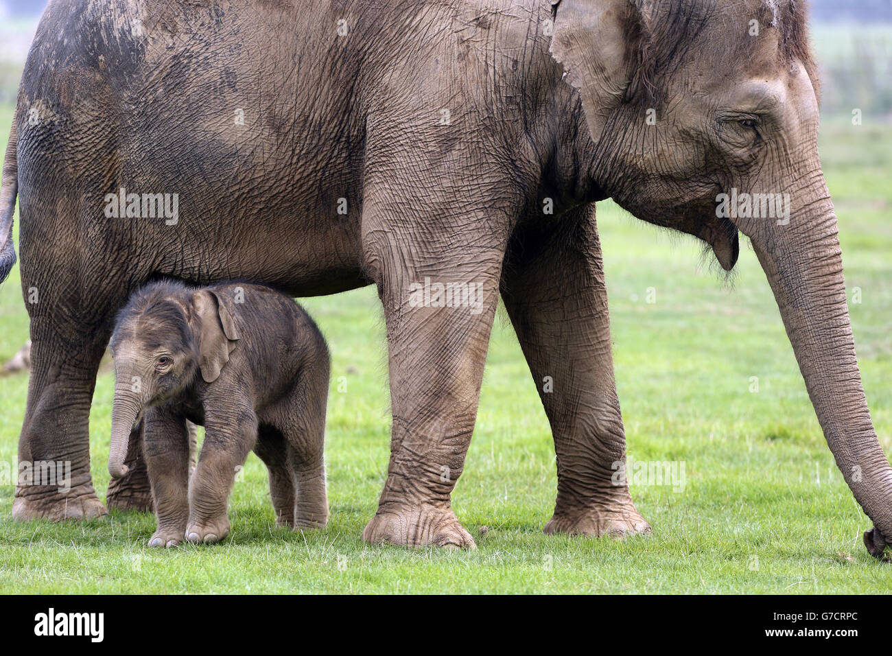 A three day old baby elephant with his mother Azizah in the elephant ...
