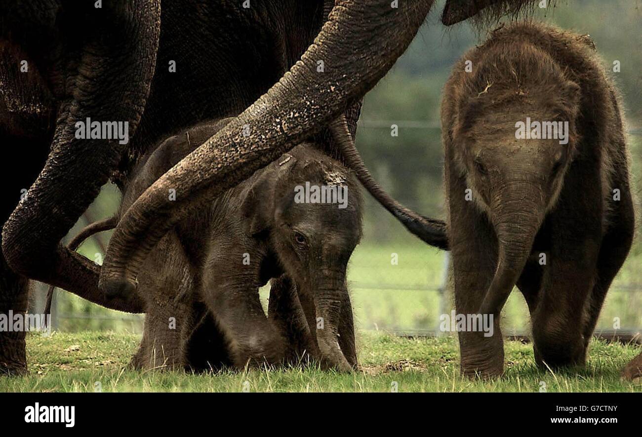 A newly born baby elephant left joins the herd hi-res stock photography ...