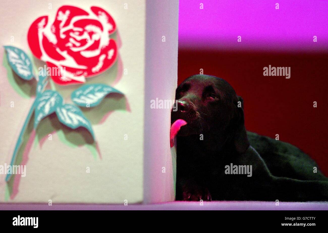Sadie, the Home Secretary David Blunkett's guide dog sits at her master ...