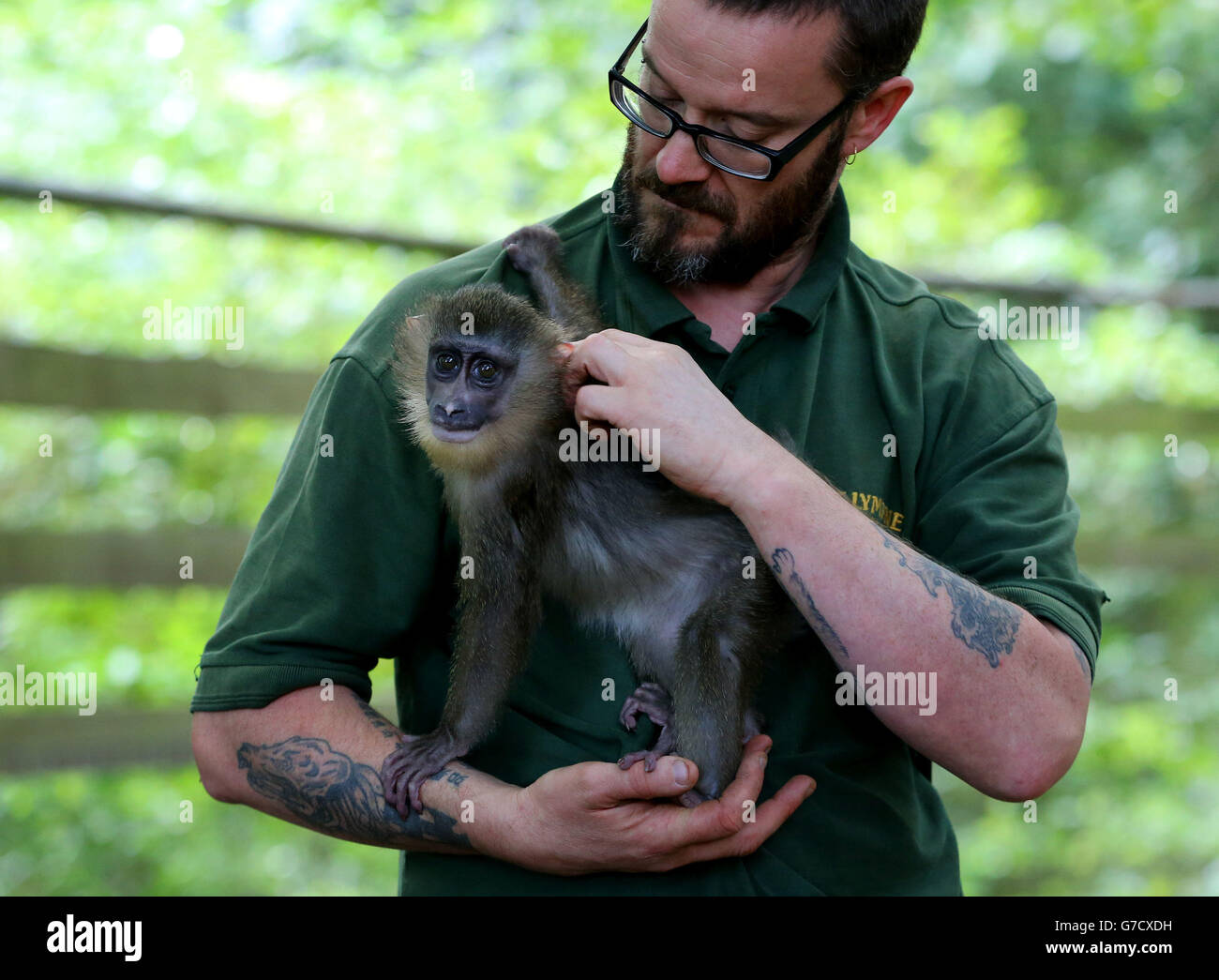 Simon Jeffery, Head of Primates at Port Lympne Wild Animal Park near ...