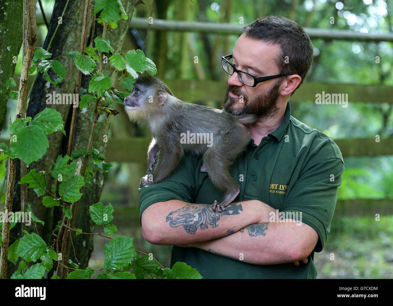 Hand reared Drill Stock Photo - Alamy