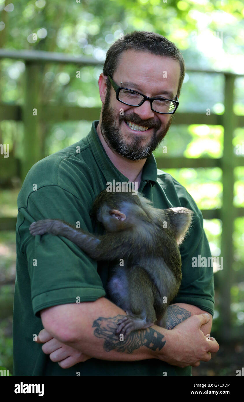 Simon Jeffery, Head of Primates at Port Lympne Wild Animal Park near ...