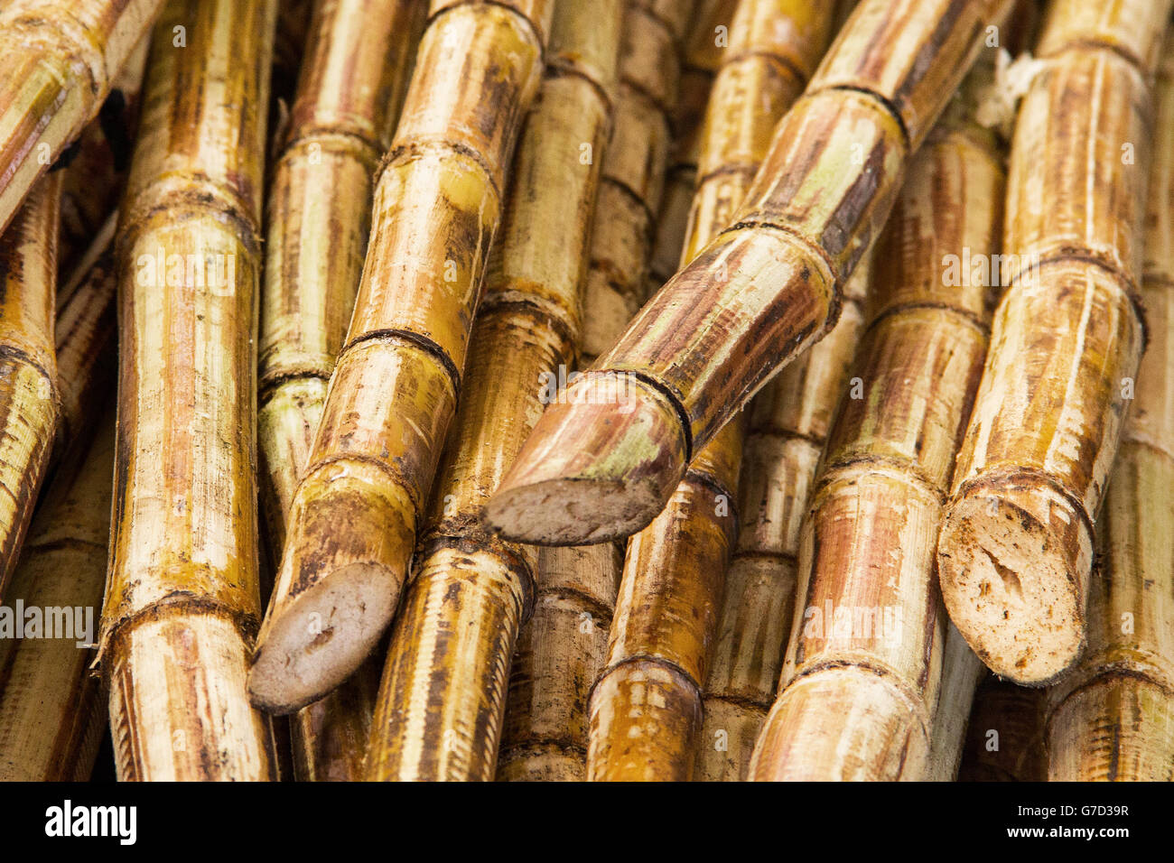 Sugar Cane Harvest Cuba Stock Photos & Sugar Cane Harvest Cuba Stock ...