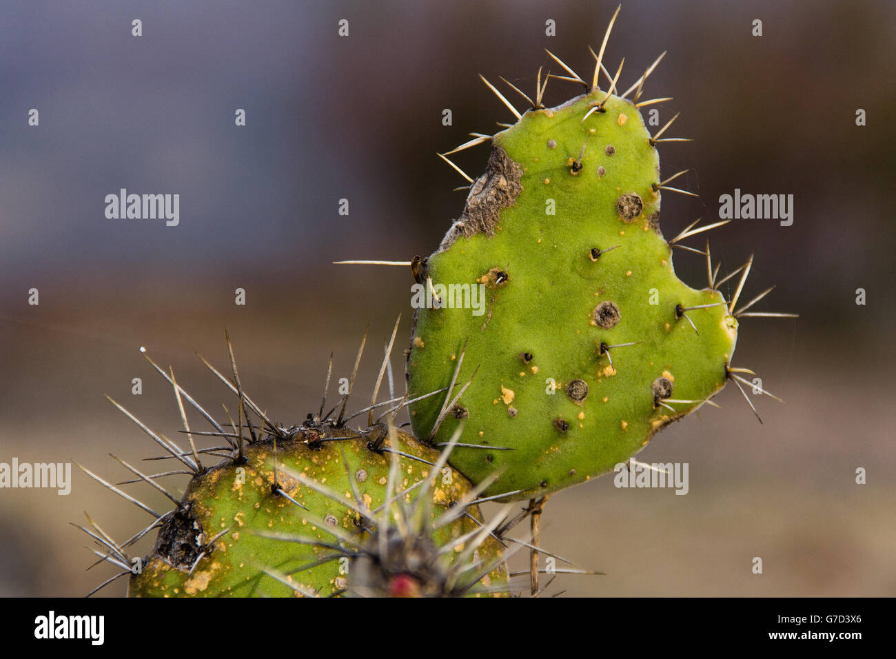 Closeup View Of A Cactus in Oaxaca, Mexico Stock Photo - Alamy