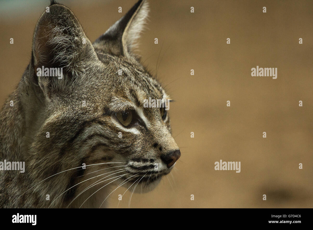 Ocelot (Dwarf leopard Stock Photo - Alamy