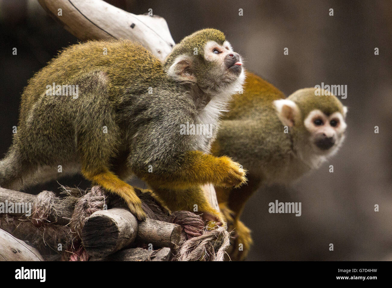 Two squirrel monkeys hi-res stock photography and images - Alamy