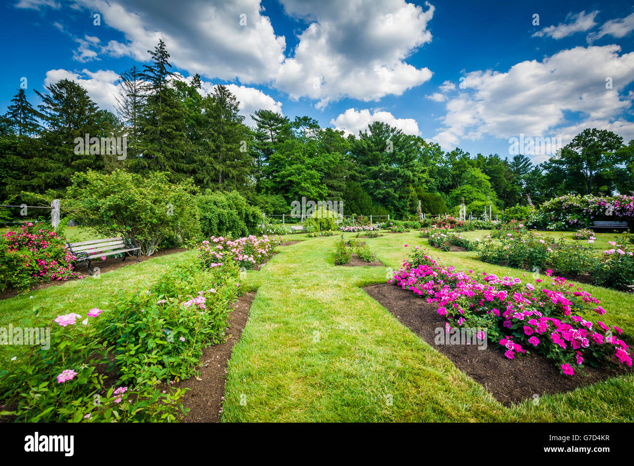 Elizabeth park rose garden hi-res stock photography and images - Alamy