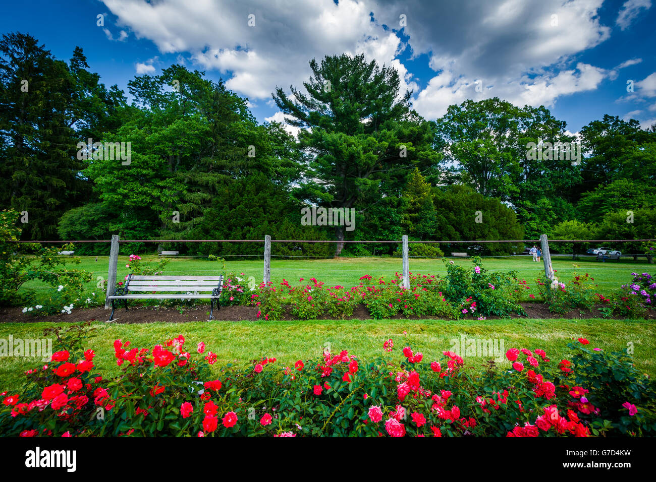 Elizabeth park rose garden hi-res stock photography and images - Alamy
