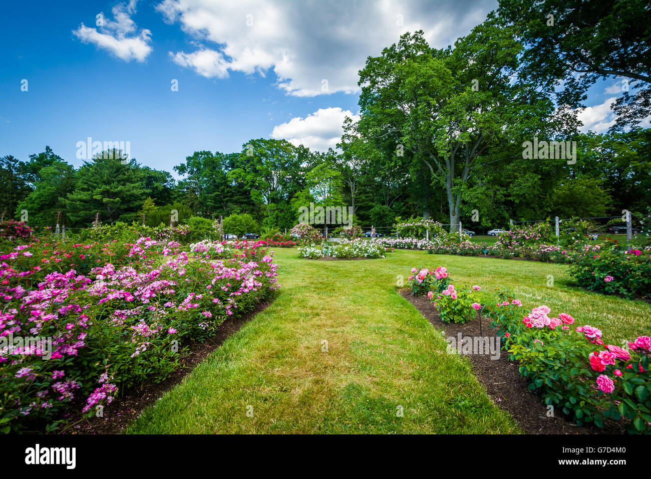 Elizabeth park rose garden hi-res stock photography and images - Alamy