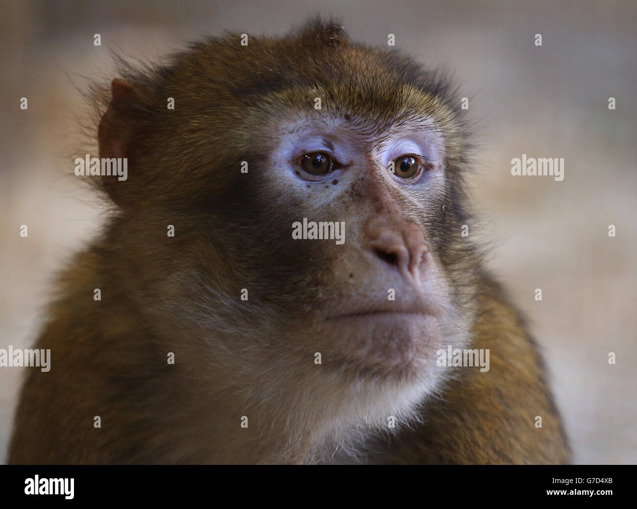 Gibraltar monkeys arrive at Blair Drummond Stock Photo - Alamy