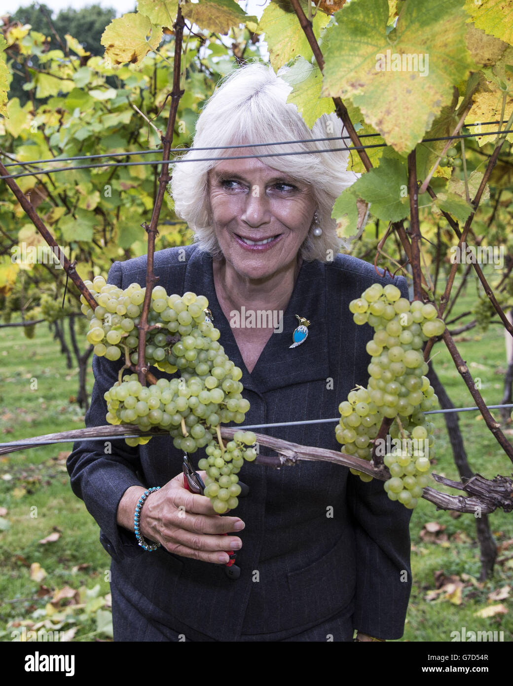 Visit chapel down winery tenterden vineyard hi-res stock photography and images - Alamy