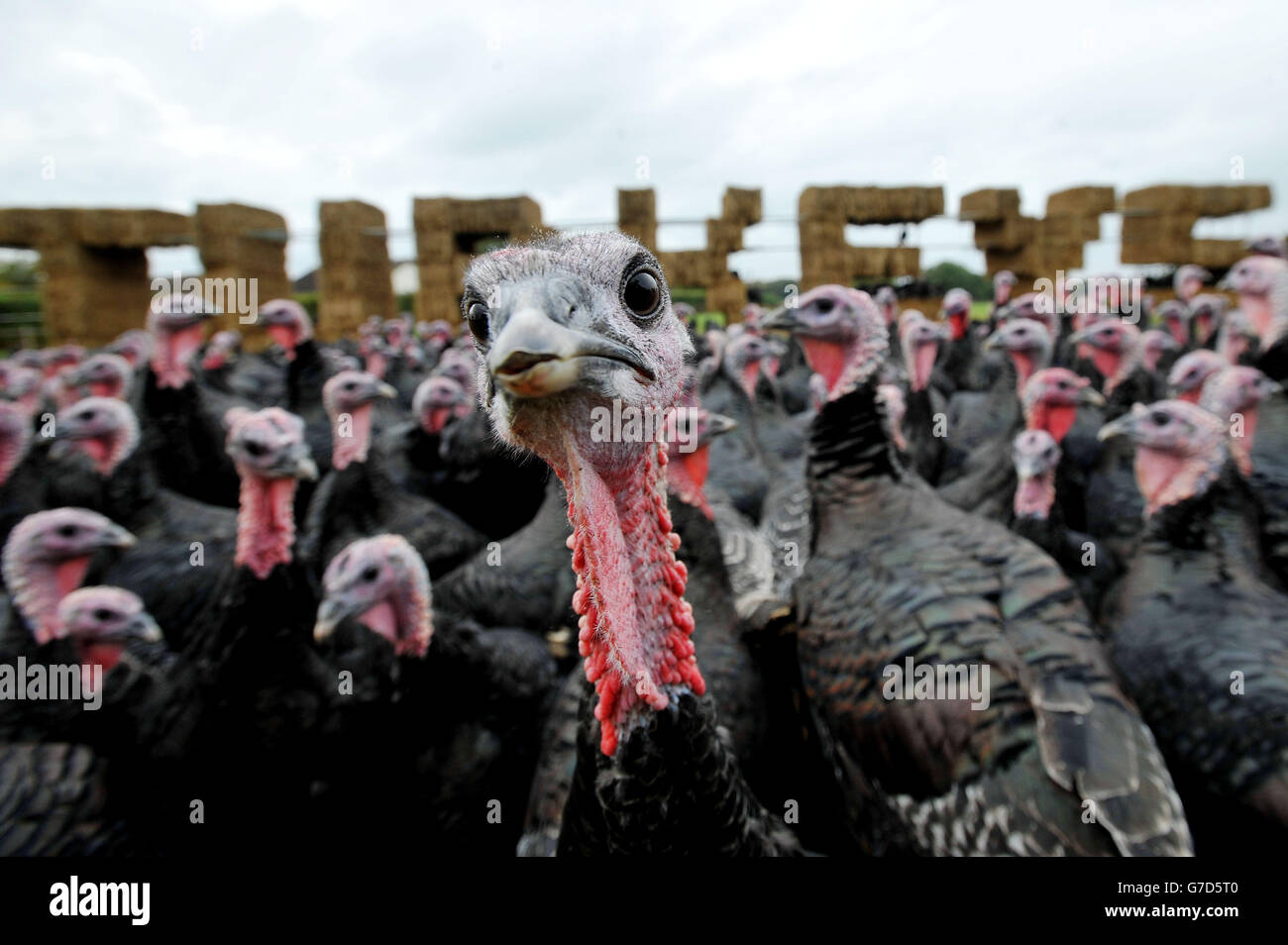 Free range bronze turkeys stand on and in front of, a large 'turkey ...