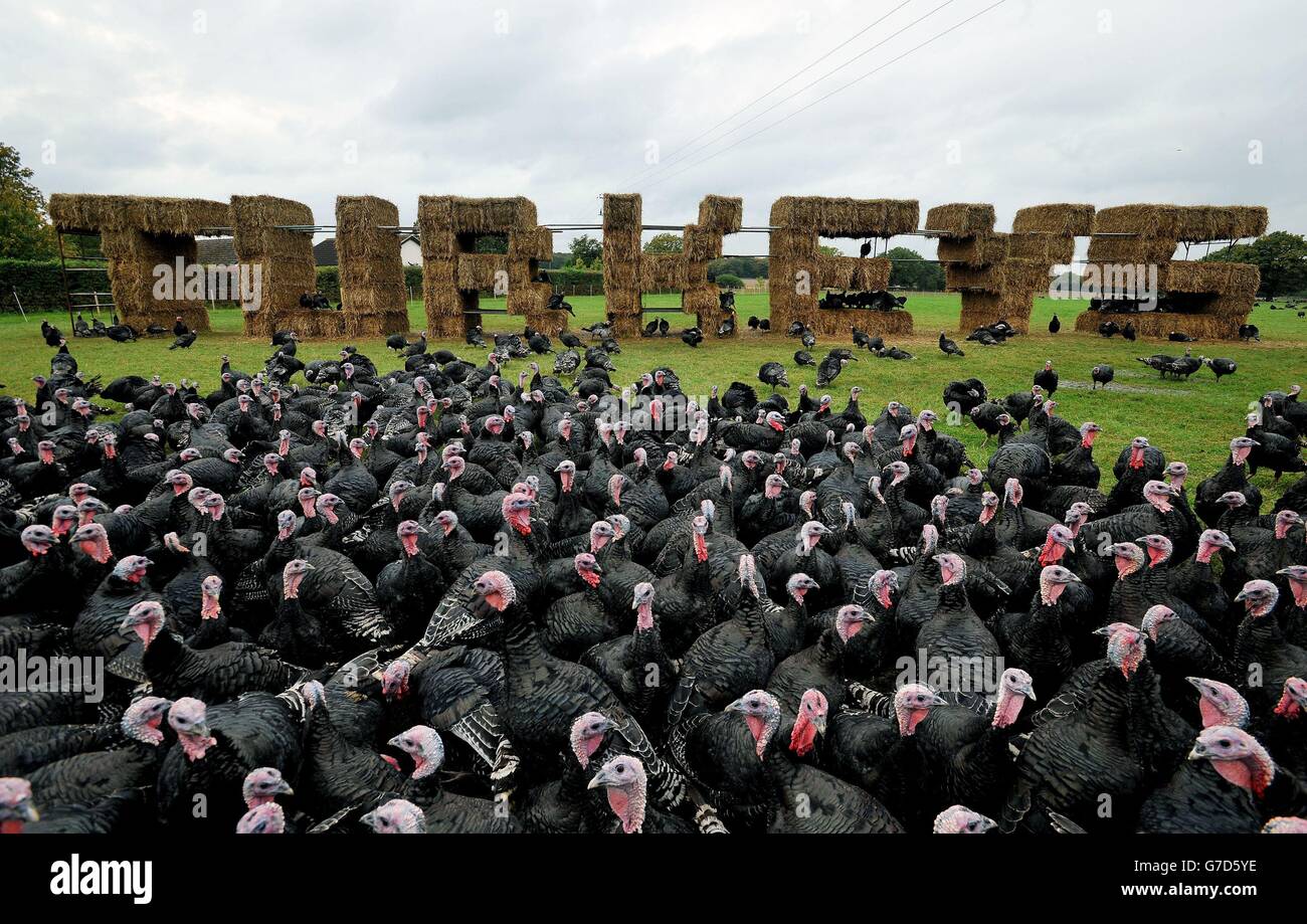 Free range bronze turkeys stand on and in front of, a large 'turkey ...
